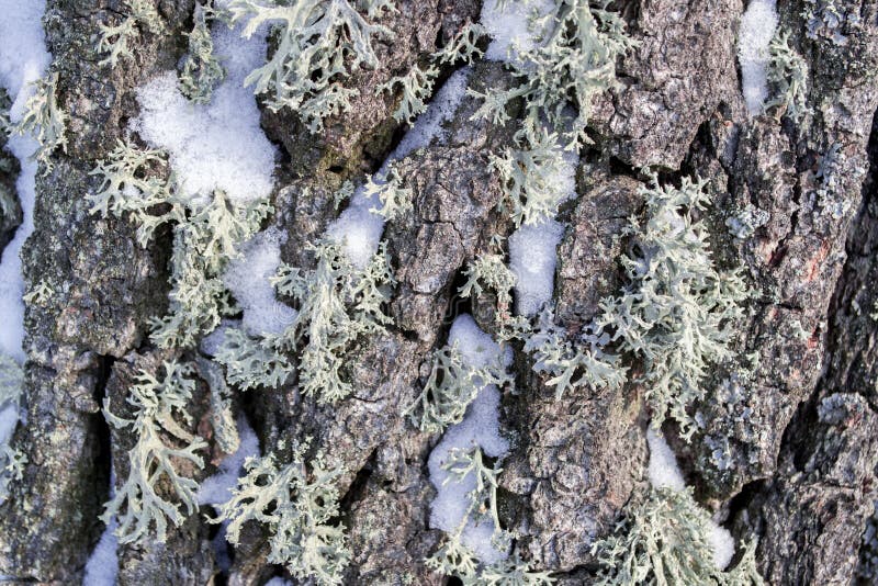Oak Bark in Old Lichens in Winter, White, Loose Snow. Stock Photo ...