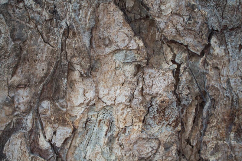 Oak Bark Pattern. Textured Lumber Background Stock Photo - Image of ...