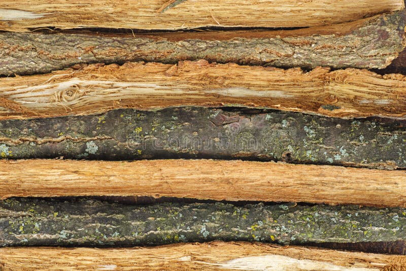 Oak bark pieces stock photo. Image of wooden, herb, wood - 152523922