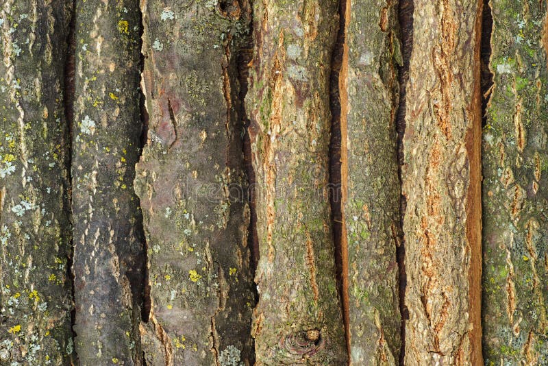 Oak bark pieces stock photo. Image of material, lumber - 152523842