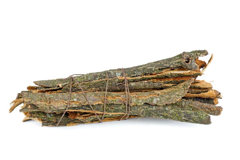 Oak bark pieces stock image. Image of piece, herb, tree - 152523949