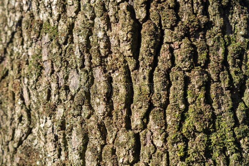 Oak bark secular tall tree stock image. Image of leaf - 269200635
