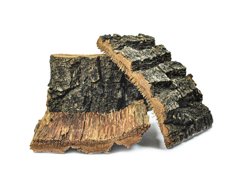 Oak bark stock image. Image of brown, healing, trunk - 276455923