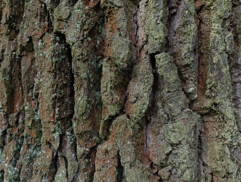 Oak Bark Structure. a Healthy Tree. Oak Bark Texture Stock Photo ...