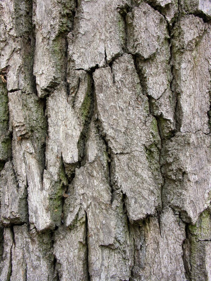 Oak bark surface stock image. Image of background, vertical - 52222933