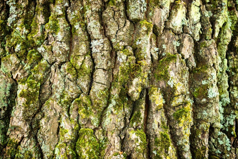 2,554 Oak Bark Seamless Texture Stock Photos - Free & Royalty-Free ...