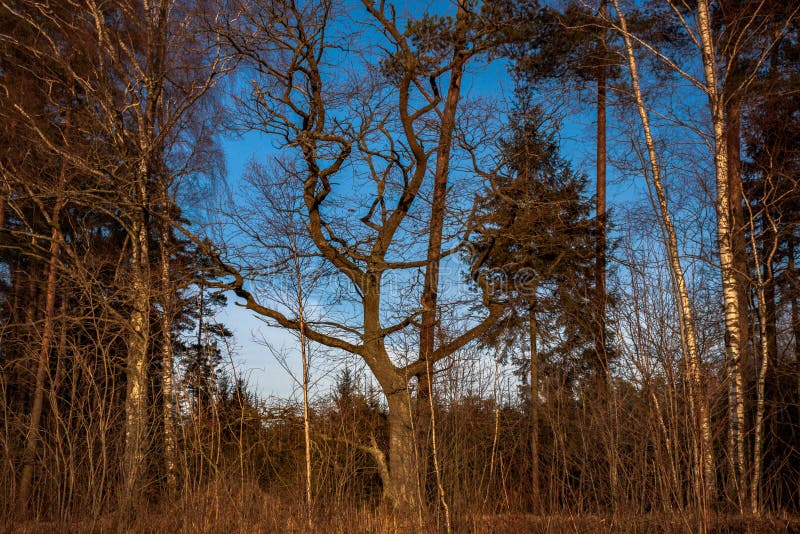 Oak and Birch Trees in Autumn Forest Stock Image - Image of gray, flora ...