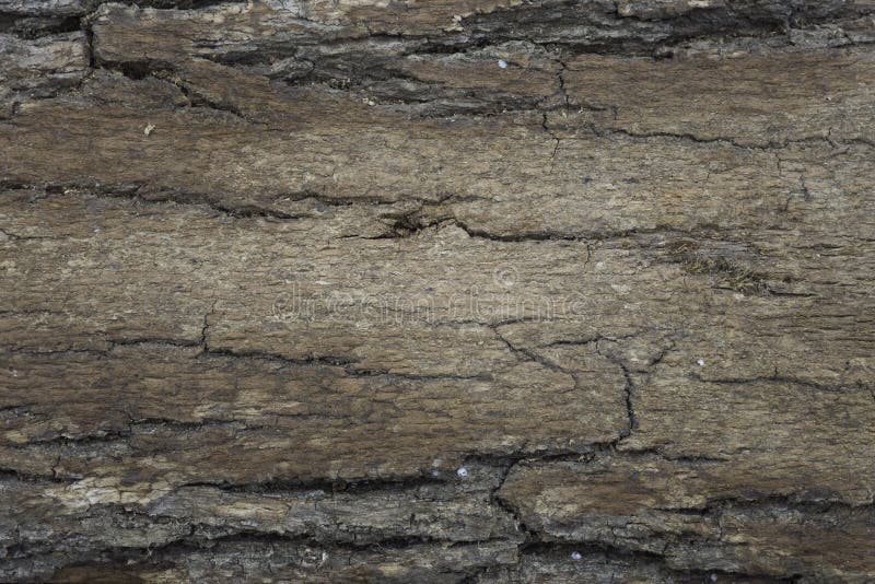 Oak board stock photo. Image of dark, knot, blank, detail - 82569374