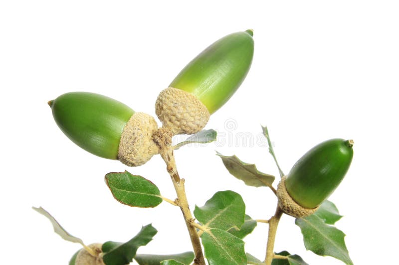 Oak branch stock photo. Image of background, farm, fruit - 22216040