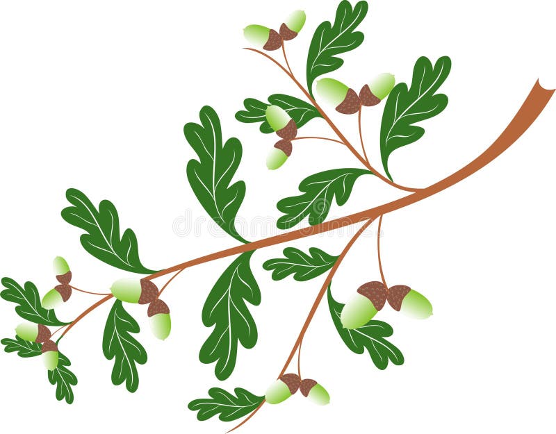 Oak Branch with Leaves and Acorns Stock Vector - Illustration of ...