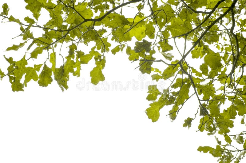 Oak branch stock photo. Image of plant, rural, foliage - 10552740