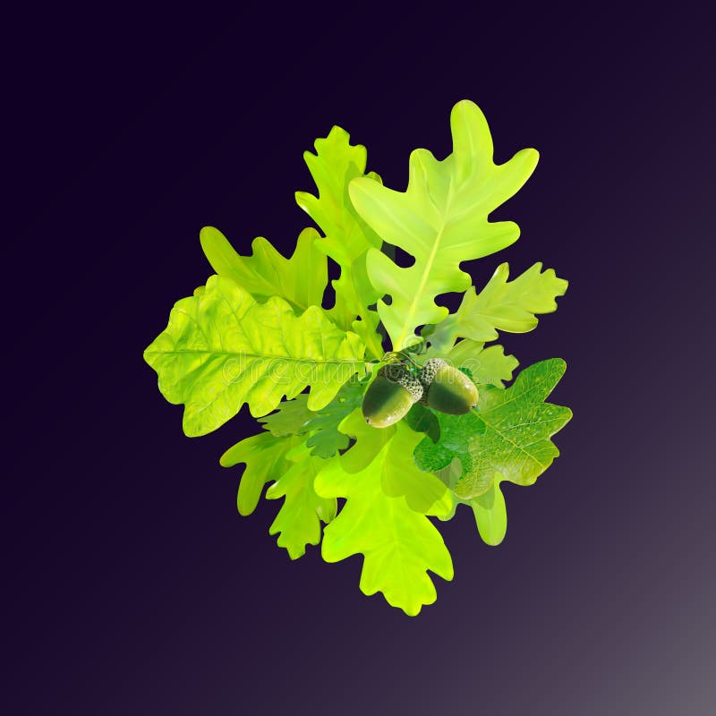 Oak Branch,abstract Background, Oak Branch with Acorns in Sunlight ...