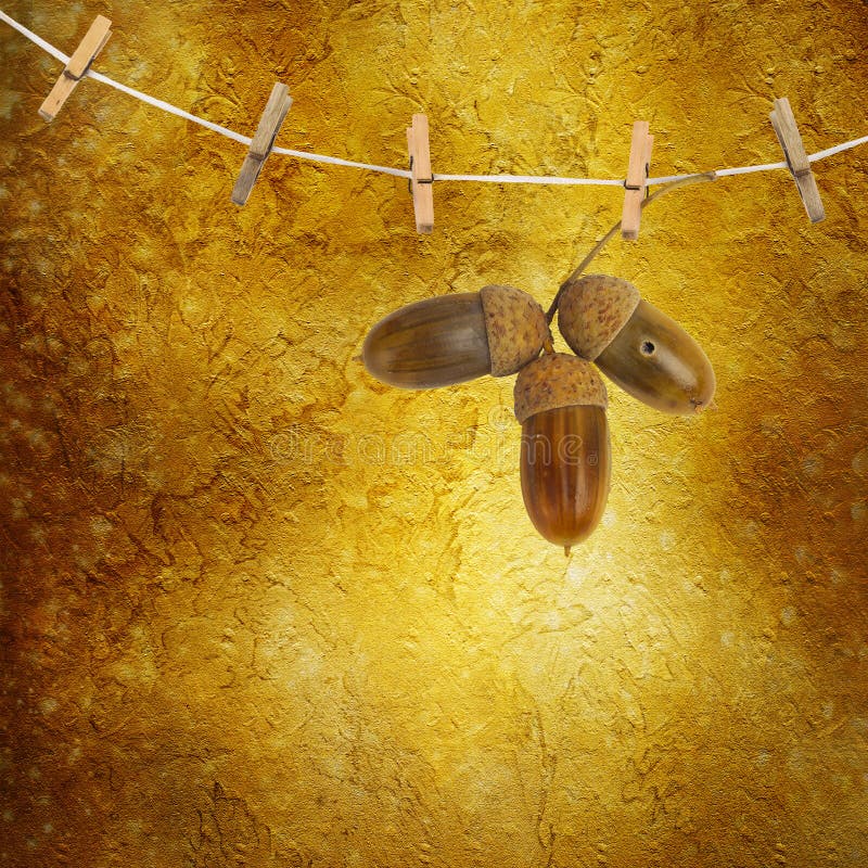 Acorns Hanging from an Oak Tree Branch in a Tranquil Forest Setting ...