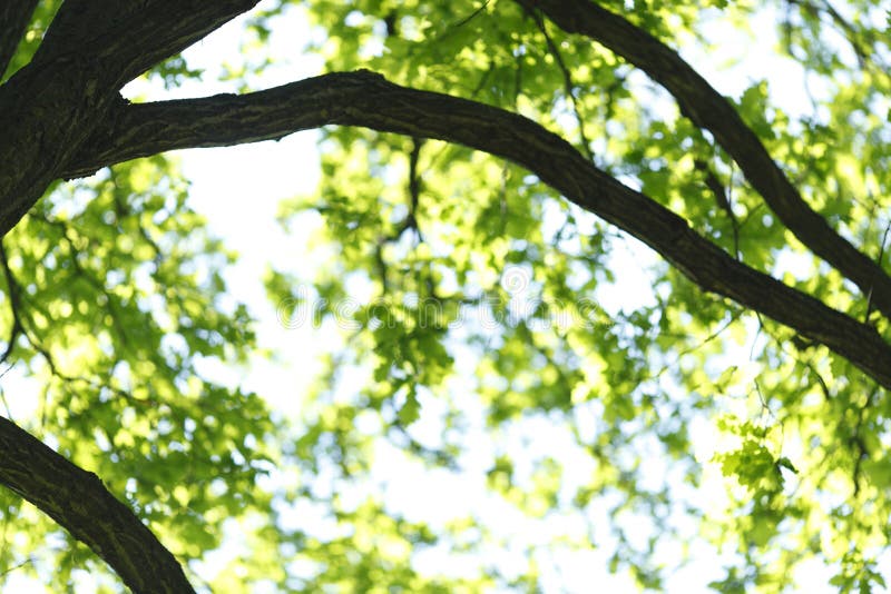 Oak branch stock image. Image of wood, sunlight, branch - 32434217