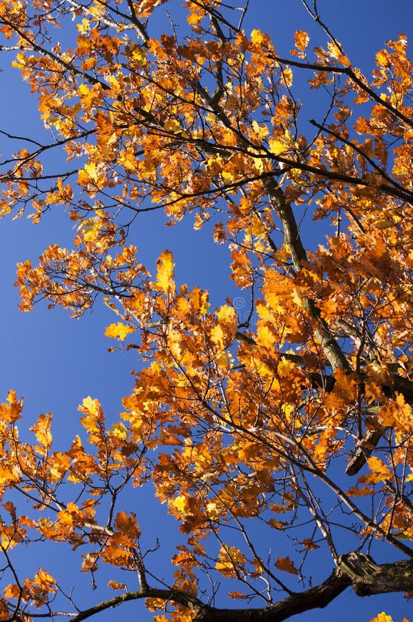 Oak branch stock image. Image of outdoor, season, bright - 65199339