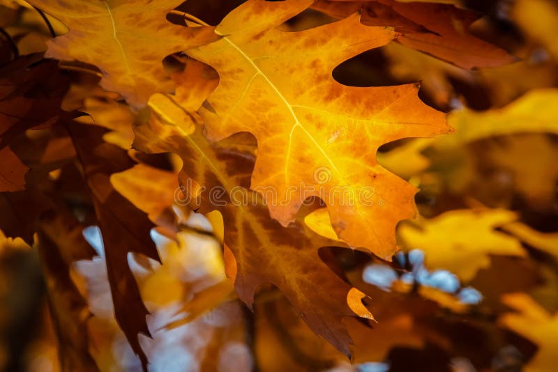 Fall oak leaves stock photo. Image of color, collage - 30067590