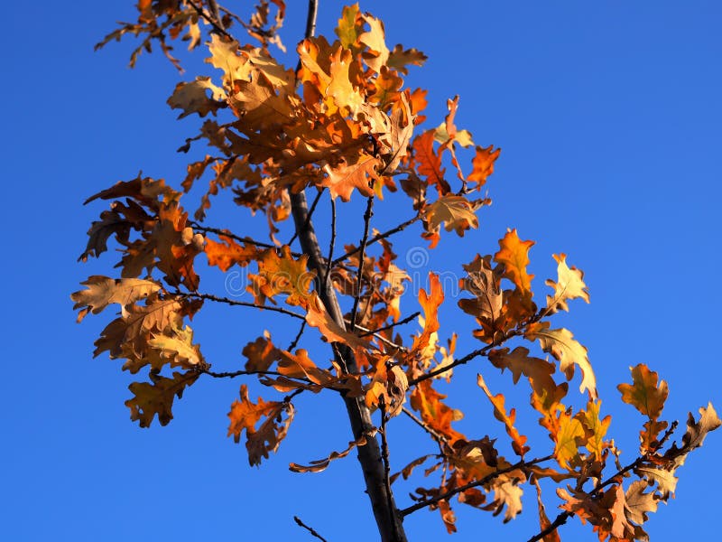 Oak Branch with Colorful Leaves Stock Image - Image of nature, tree ...