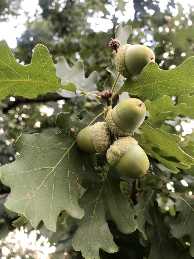 An Oak Branch with Four Green Acorns Stock Photo - Image of summer ...