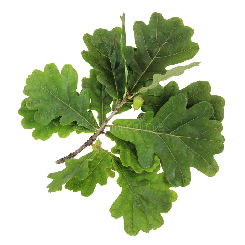 Oak Branch Green Leaves, Isolated on a White Background Stock Image ...