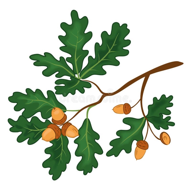 Oak Branch Clip Art