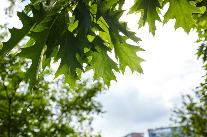 Oak Branch with Green Leaves on a Sunny Day. Oak Tree in Spring Stock ...