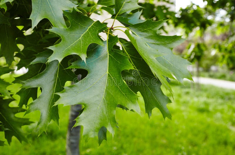 Oak Branch with Green Leaves on a Sunny Day. Oak Tree in Spring Stock ...