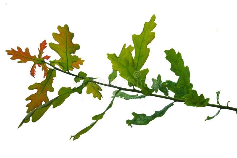 Oak branch stock image. Image of fresh, botanical, growth - 77053615