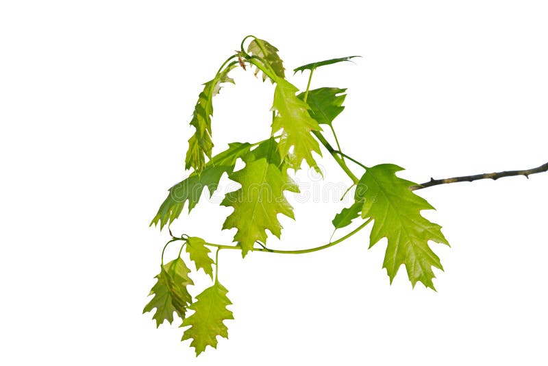 Oak branch stock photo. Image of green, freshness, detail - 30809218