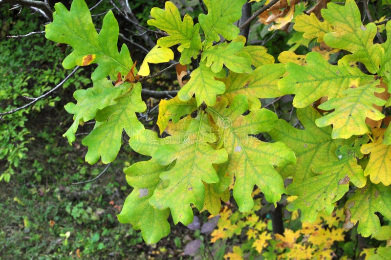 Oak branch with leaves stock image. Image of foliage - 268769189
