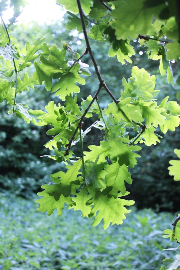 Oak branch with leaves stock image. Image of trunk, backlit - 281228467