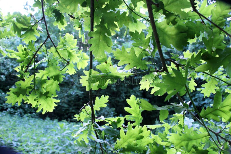 Oak branch with leaves stock image. Image of season - 281228495