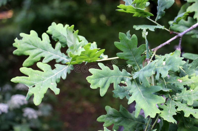 Oak branch with leaves stock photo. Image of trunk, outdoor - 281228570