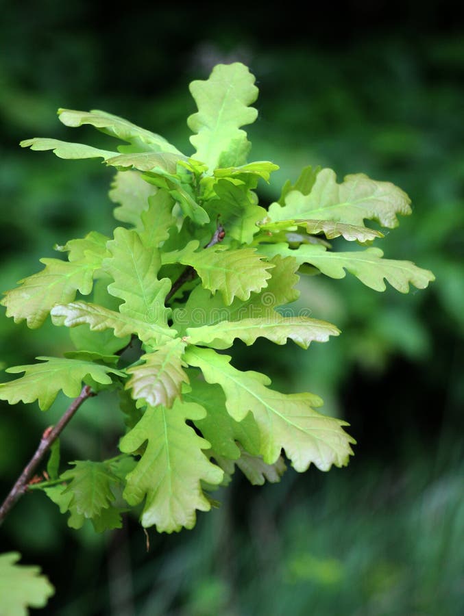 Oak branch with leaves stock image. Image of natural - 360202957