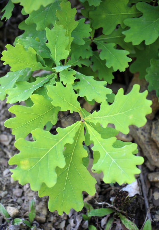 Oak branch with leaves stock image. Image of perennial - 360202977