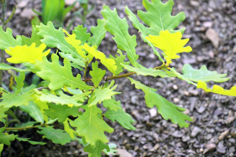 Oak branch with leaves stock photo. Image of garden - 360202982