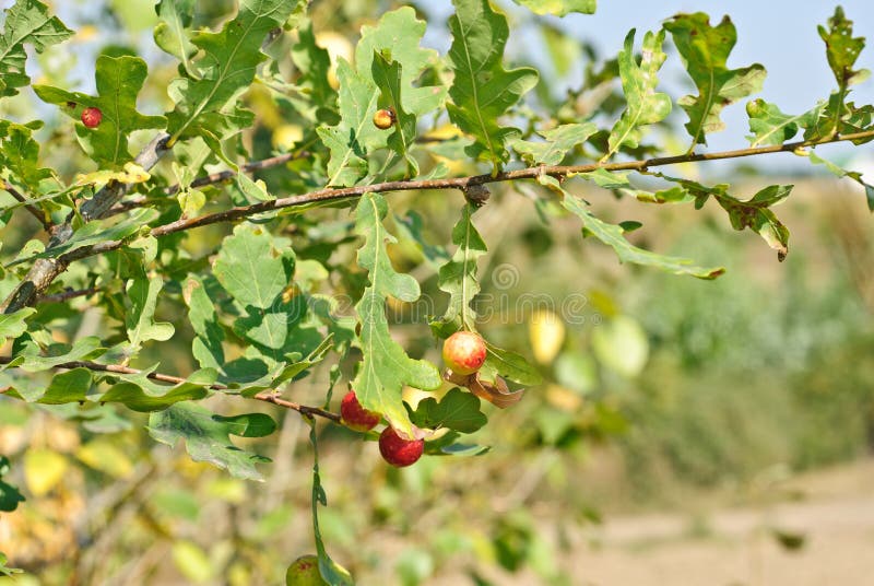 Oak Branch Red Yellow Balls Stock Photos - Free & Royalty-Free Stock ...