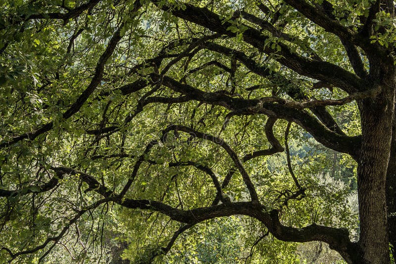 Oak branch stock photo. Image of beautiful, grass, fall - 44712638