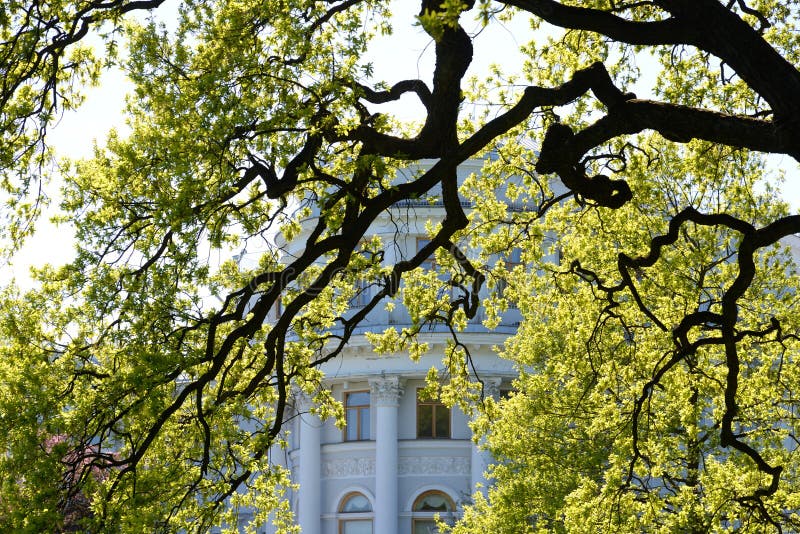 Oak branch at spring stock image. Image of plant, environmental - 186764533