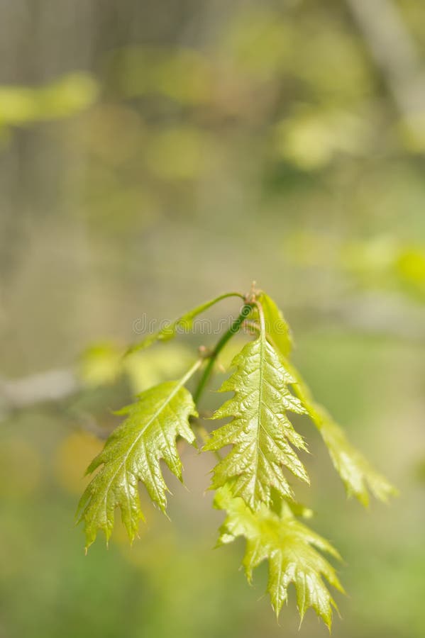 Oak branch in spring stock photo. Image of young, branch - 31088808