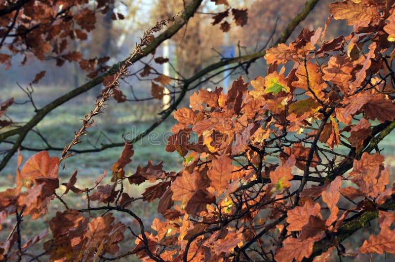 Oak branch stock image. Image of outdoors, sunny, season - 62565265