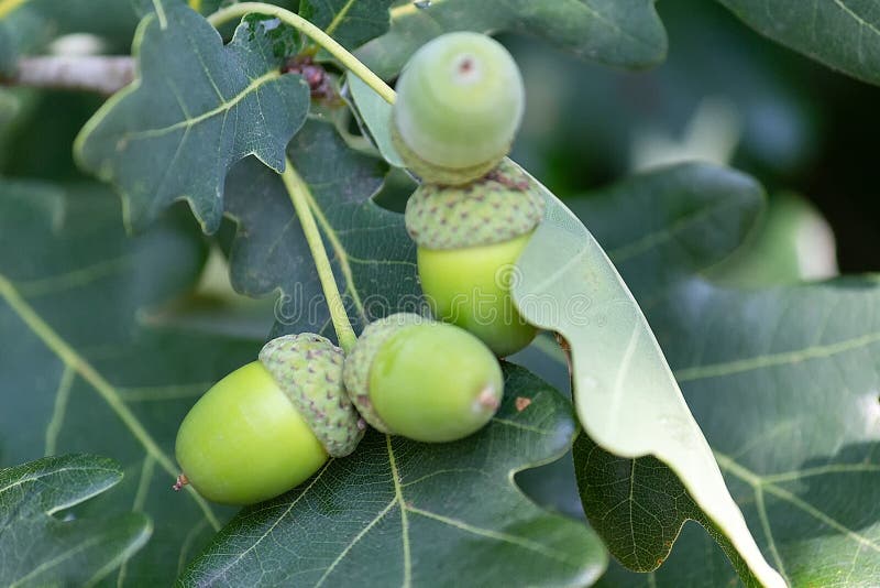 Oak Branch with Three Green Acorns Stock Image - Image of botany ...