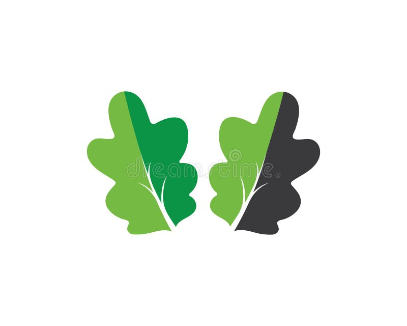 Oak Branch Vector Illustration Template Stock Vector - Illustration of ...