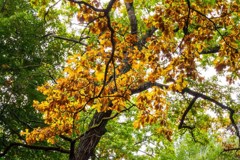 Oak Branches and Leaves in Autumn. Yellow and Green Colors. Stock Image ...