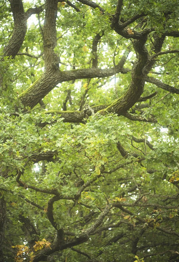 Oak branches stock image. Image of lithuania, green, leafs - 77450983