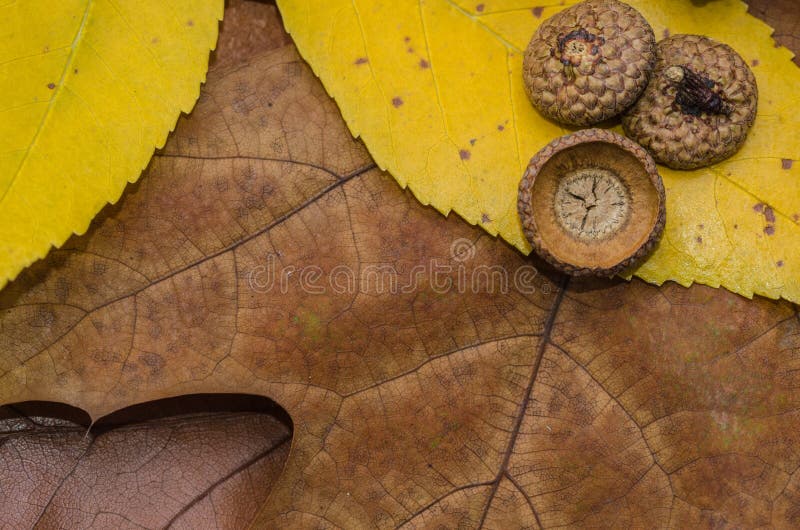 Oak Brown Autumn Leaves Stack Stock Photo - Image of group, foliage ...