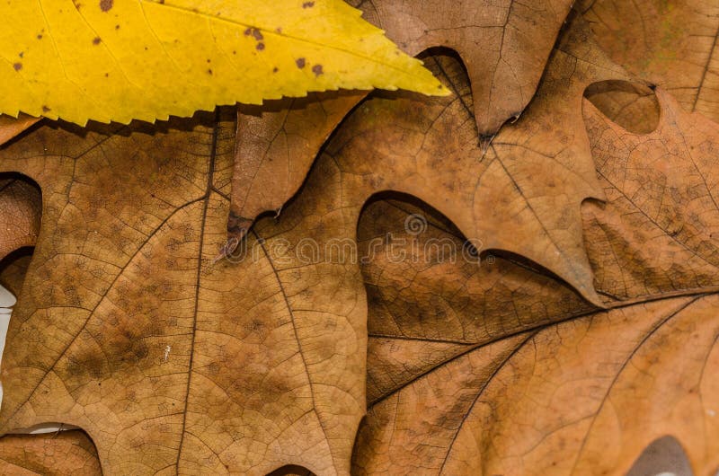 Oak Brown Autumn Leaves Stack Stock Photo - Image of season, background ...