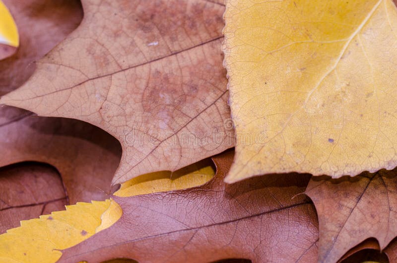 Oak Brown Autumn Leaves Stack Stock Image - Image of foliage, brown ...