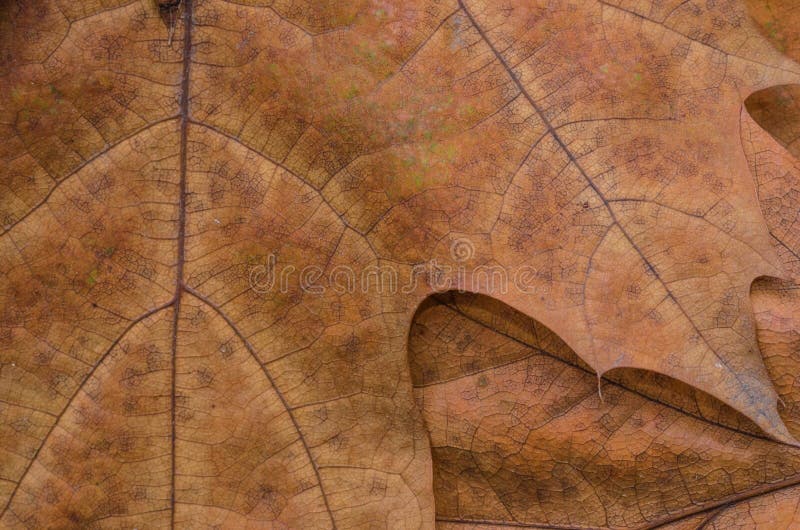 Oak Brown Autumn Leaves Stack Stock Image - Image of graphic, textured ...