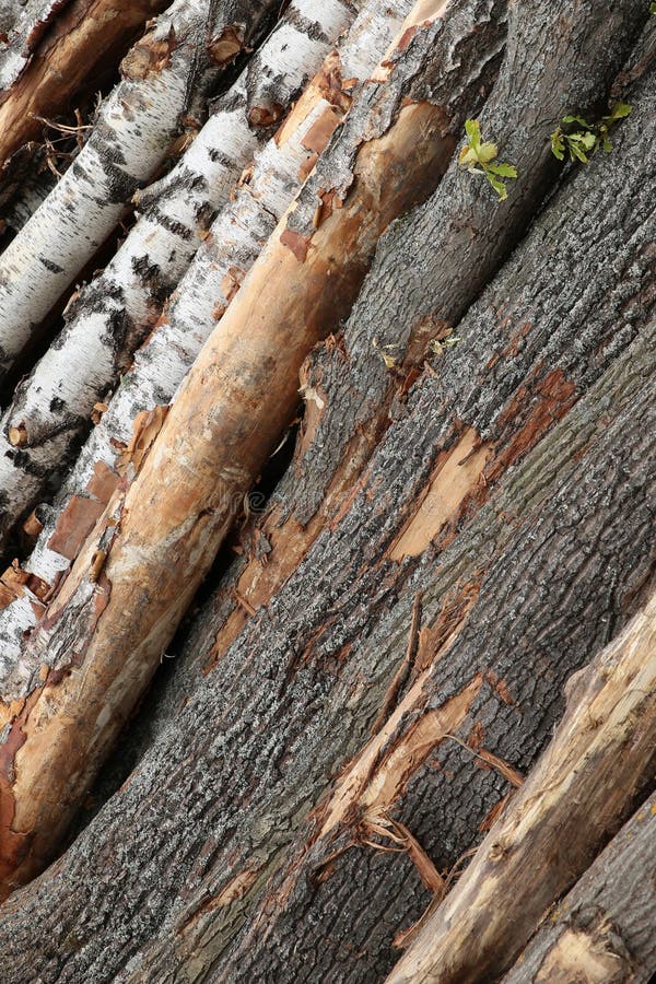 Oak Brown Bark Stiff Vertical Birch Trunks Forest Background Base Stock ...