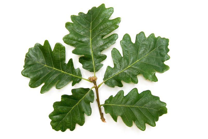 Oak Brunch Isolated on White Stock Image - Image of medicine, healthy ...